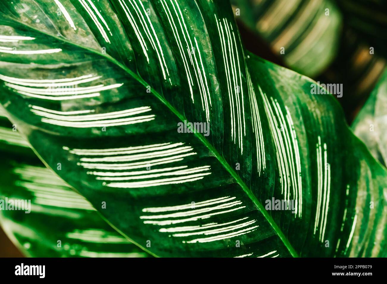 Calatheas houseplant hi-res stock photography and images - Alamy