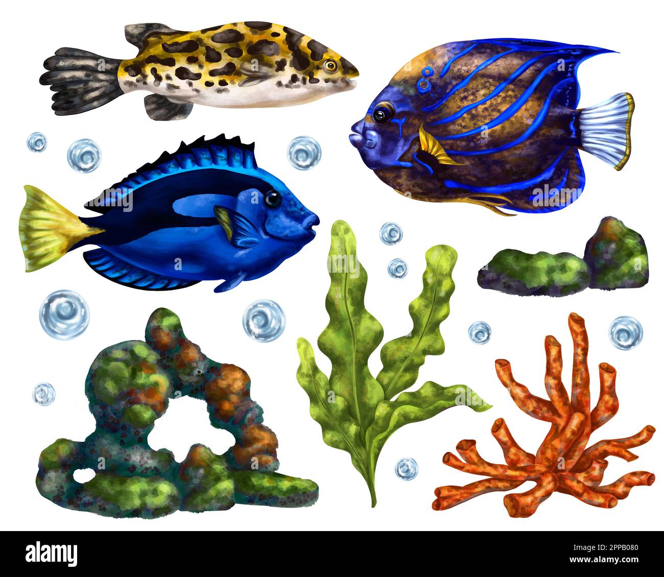 A marine set of colorful tropical fish, corals, algae, rocks and ...