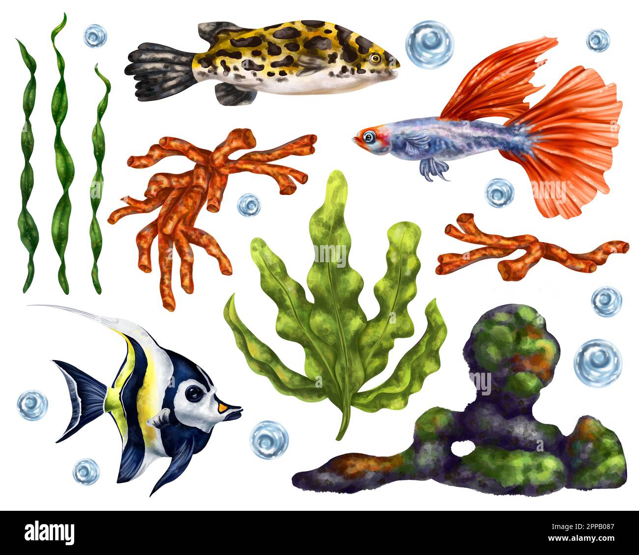Rocks algae on beach Cut Out Stock Images & Pictures - Alamy