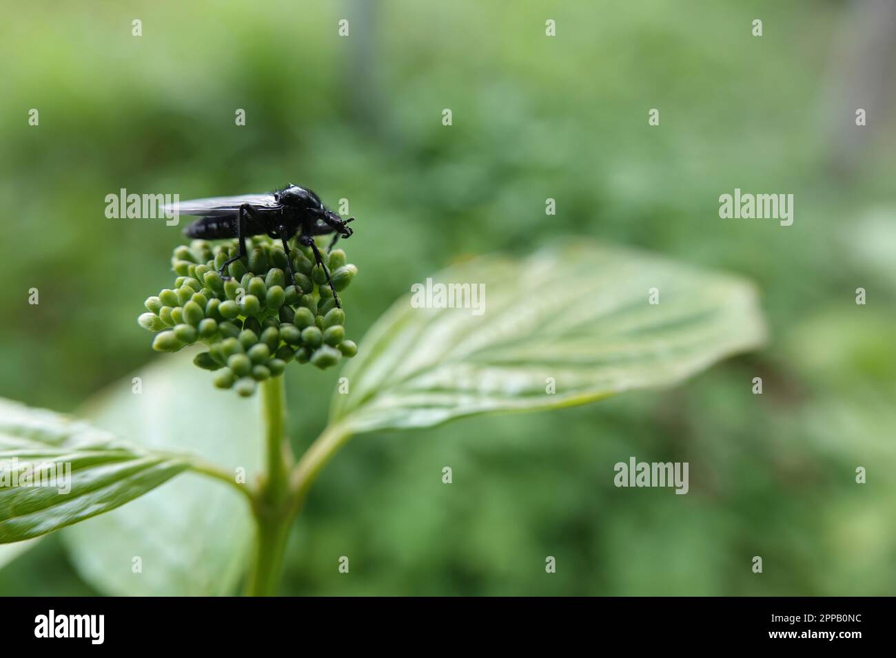 Feverfly hi-res stock photography and images - Alamy