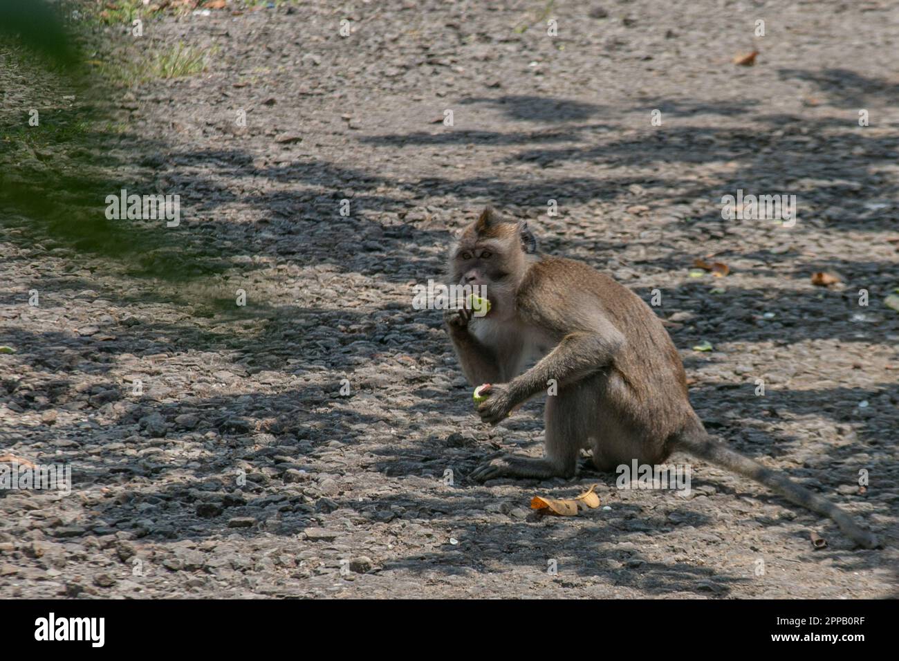 A Monkey eats food from a pile of trash on the ground on April 23, 2023 ...