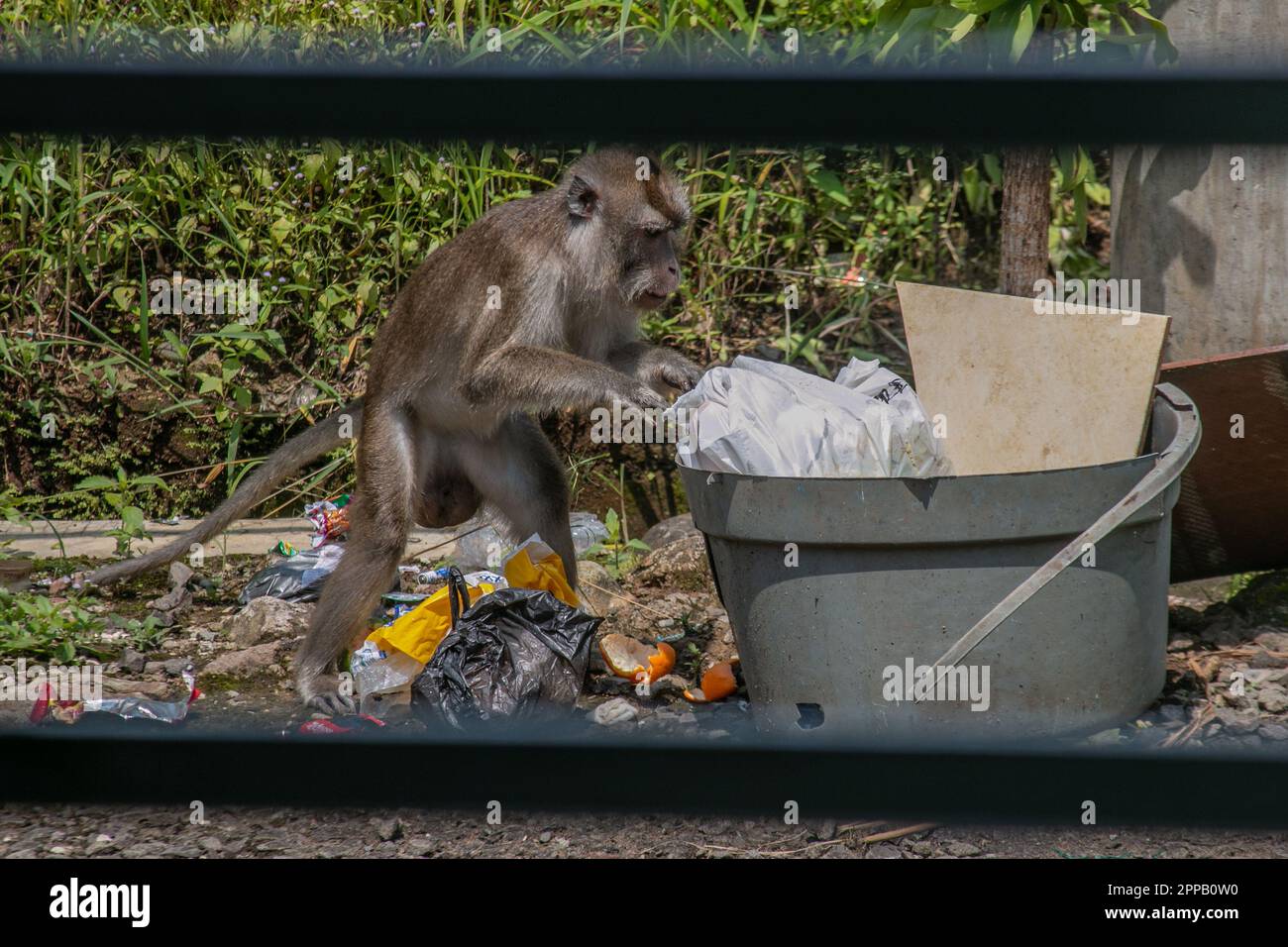 A Monkey searches for food from a pile of trash on April 23, 2023 in ...