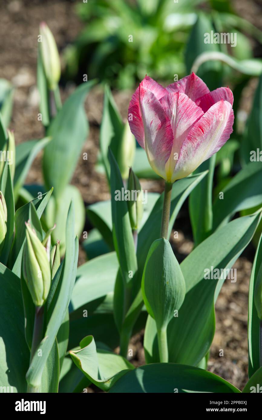 Pink spring flowers and buds of tulip in UK garden April Stock Photo ...