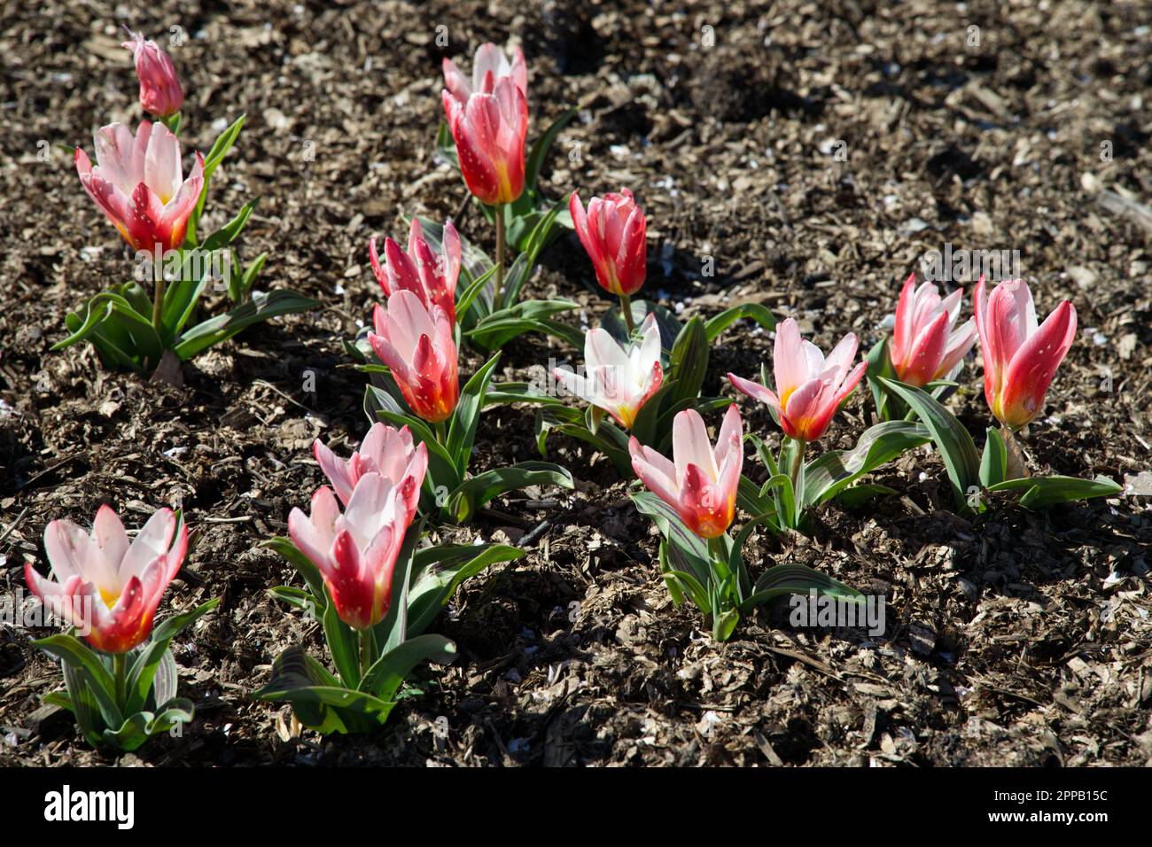 Dwarf tulip english garden hi-res stock photography and images - Alamy