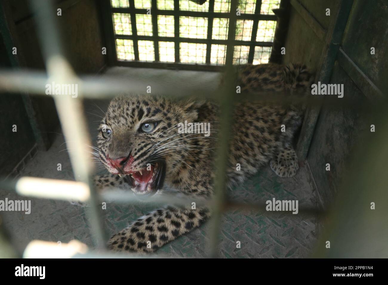 Human leopard hi-res stock photography and images - Alamy