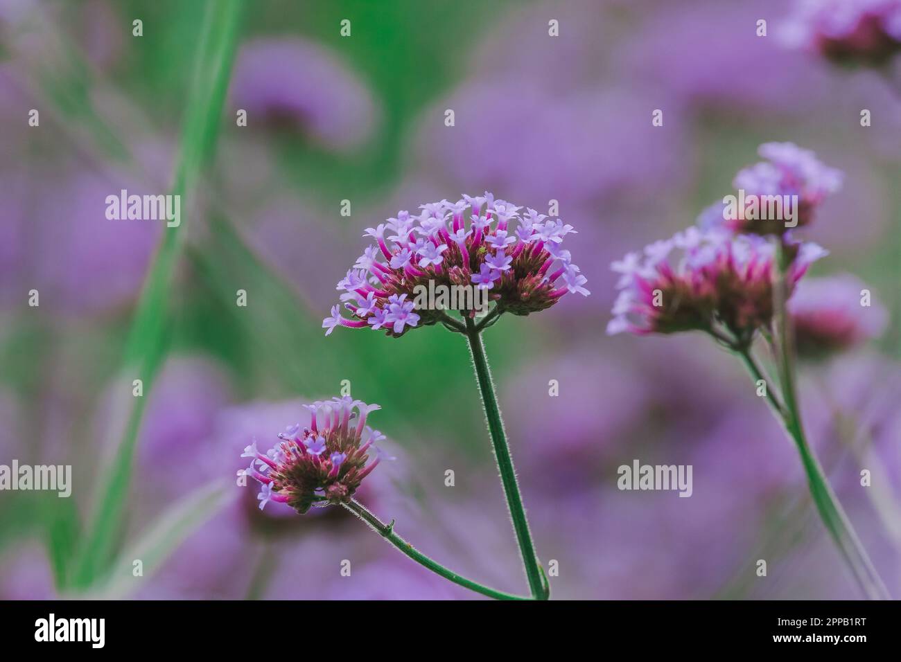 Verbena officinalis bonariensis hi-res stock photography and images - Alamy