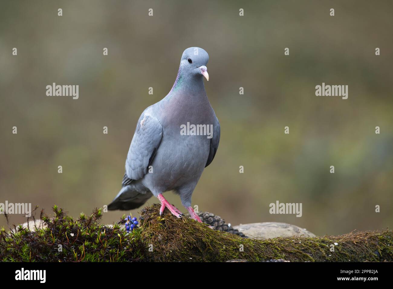 Stock dove (Columba oenas Stock Photo - Alamy