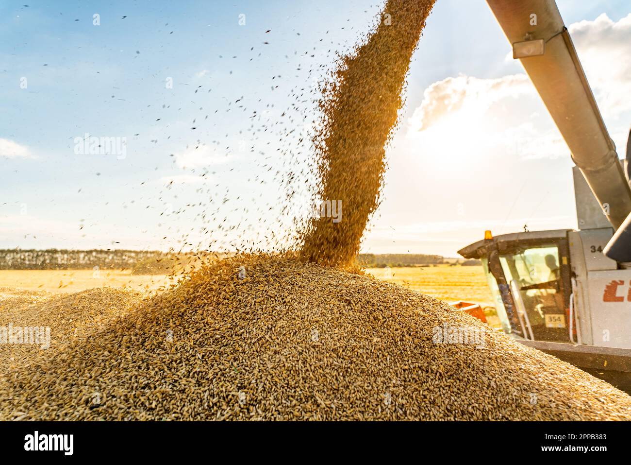 Combine harvester on the wheat field. the process of loading the grain ...
