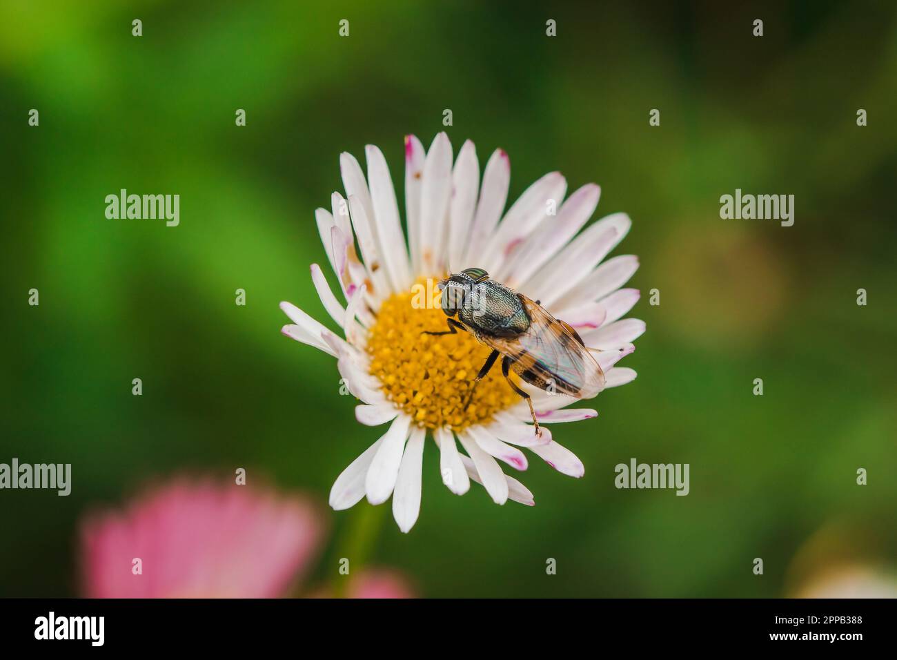 The bees on the daisy are blooming and beautiful in nature Stock Photo ...
