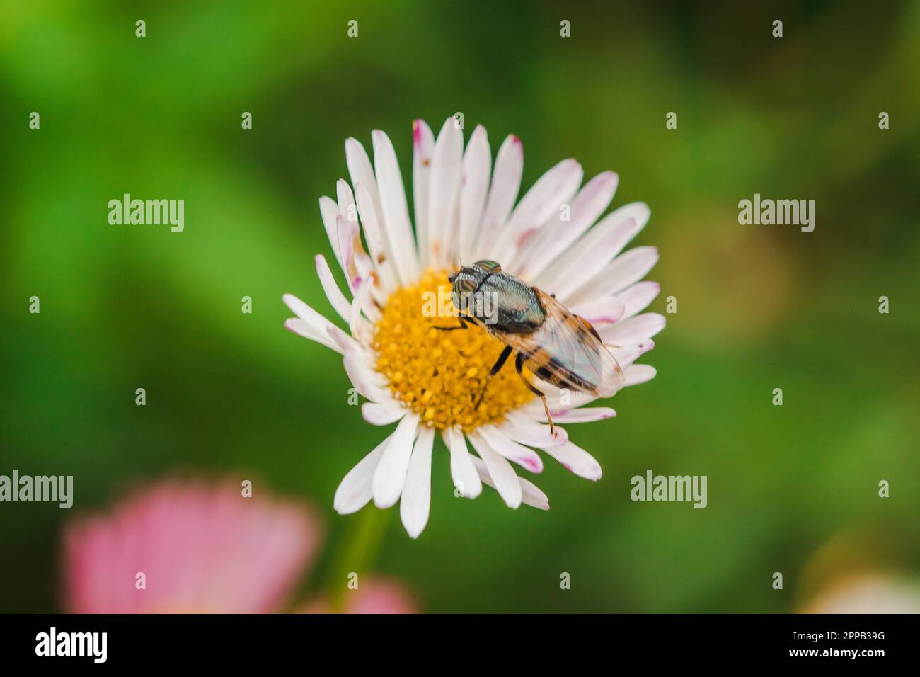 The bees on the daisy are blooming and beautiful in nature Stock Photo ...