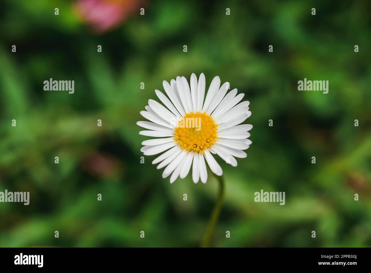 Daisy is blooming and beautiful in nature. Is a macro photography Stock ...