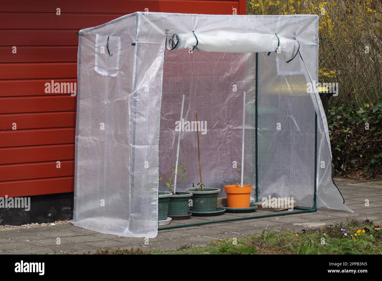 tomato house placed in the garden Stock Photo - Alamy