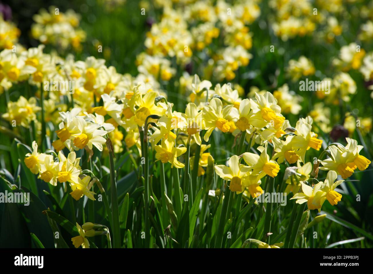Yellow spring flowers of dwarf daffodil Narcissus Spring Sunshine in UK ...