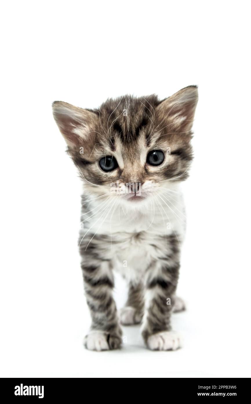 Light Grey And White Kitten