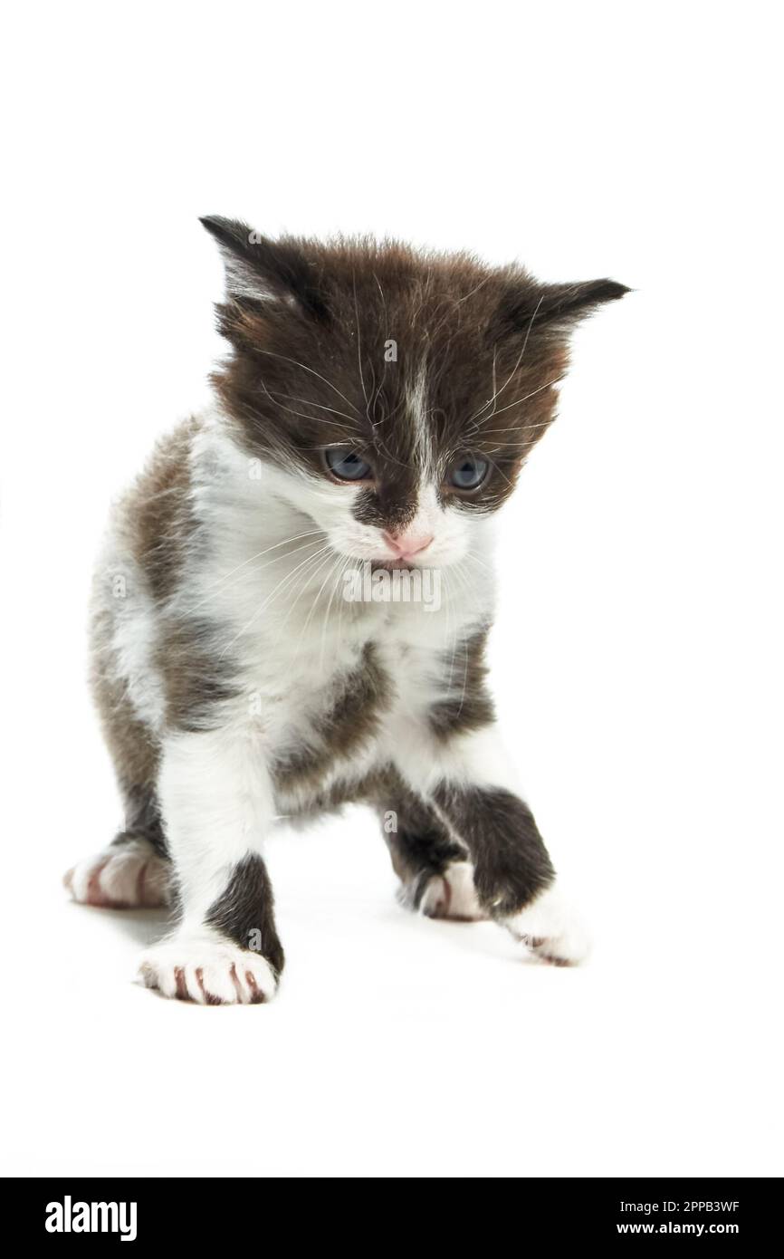 Little fluffy kitten tentatively trying to stand on small paws and walk ...