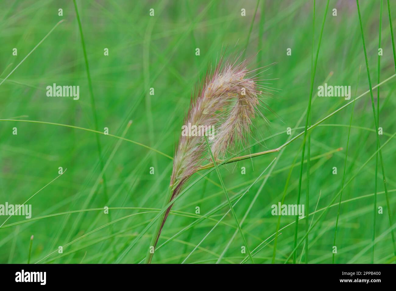 Green grass pollen in nature Stock Photo - Alamy