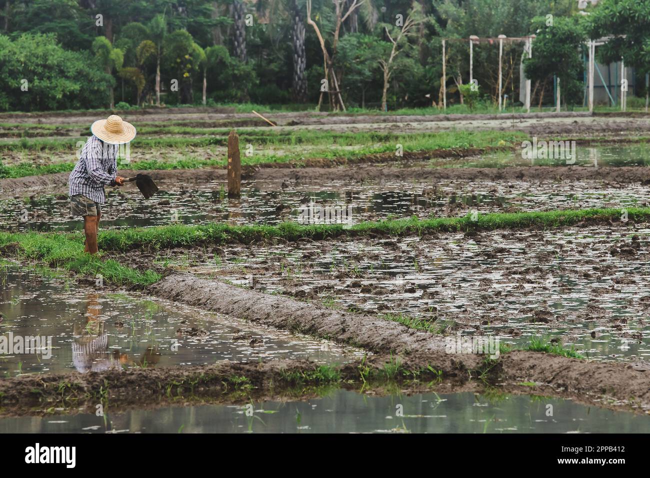 Woman farmers hand planting hi-res stock photography and images - Alamy