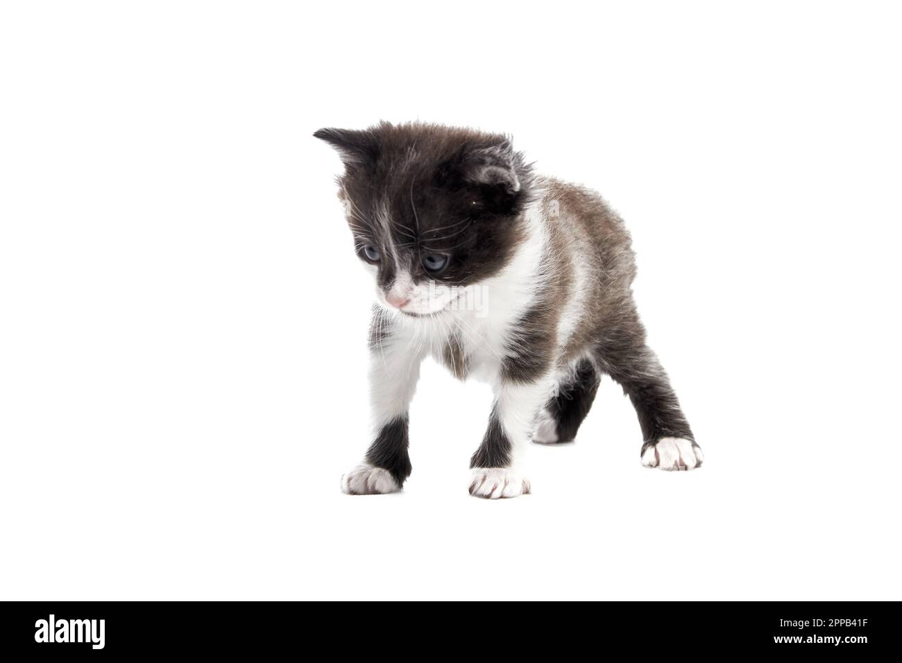 Walk eye Cut Out Stock Images & Pictures - Alamy