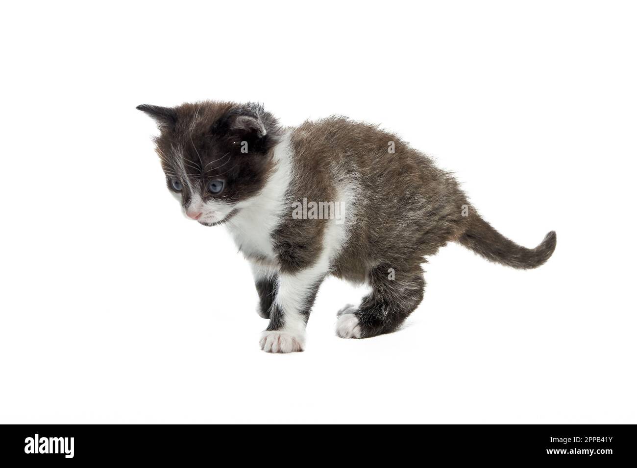 A little fluffy kitten trying to walk uncertainly forward, swaying from ...