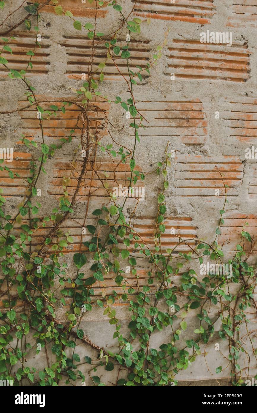 Ficus pumila on the old brick wall Popularly planted next to the wall ...
