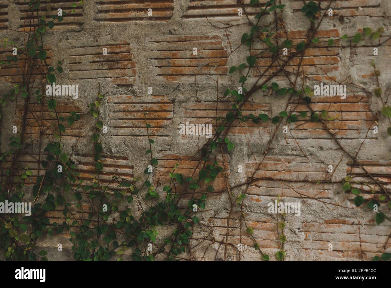 Ficus pumila on the old brick wall Popularly planted next to the wall ...