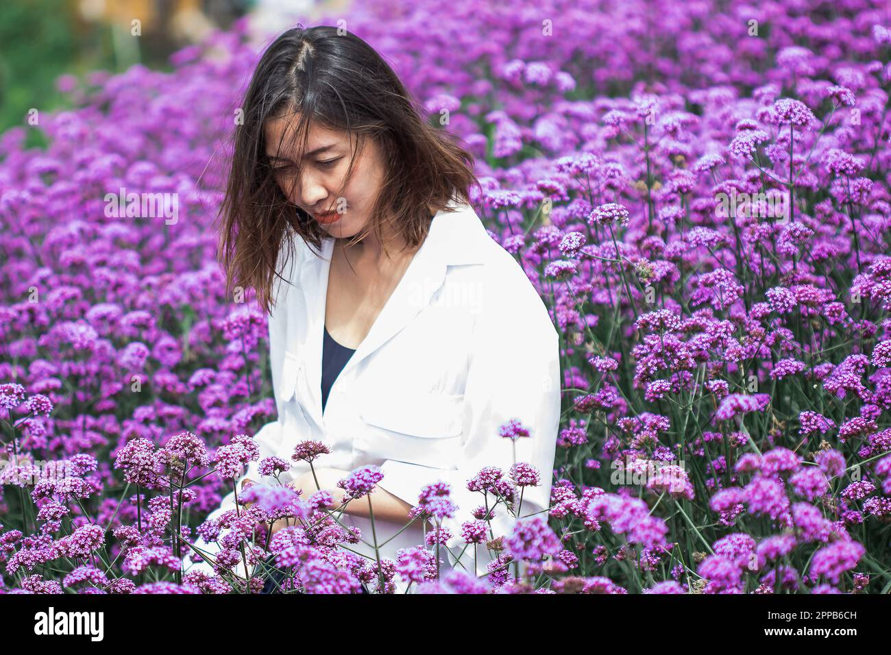 Women in the Verbena field are blooming and beautiful in the rainy ...