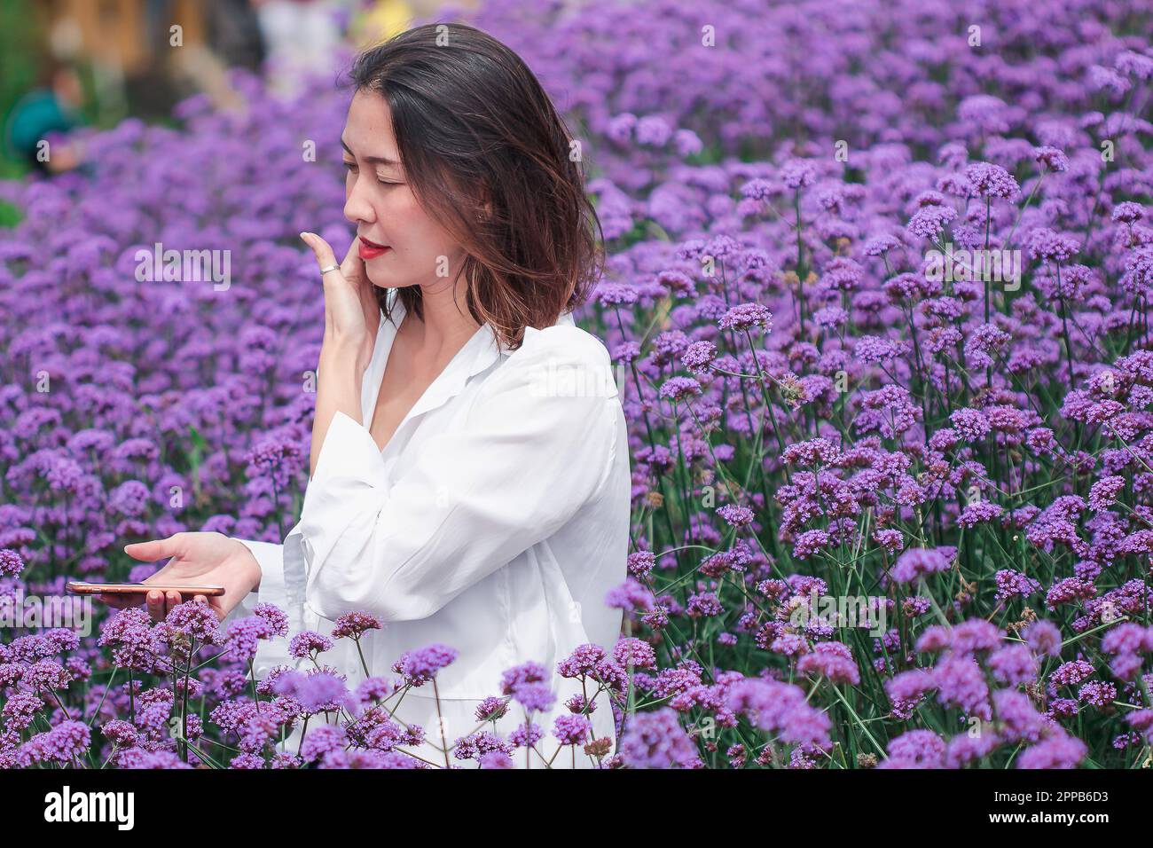 Women in the Verbena field are blooming and beautiful in the rainy ...