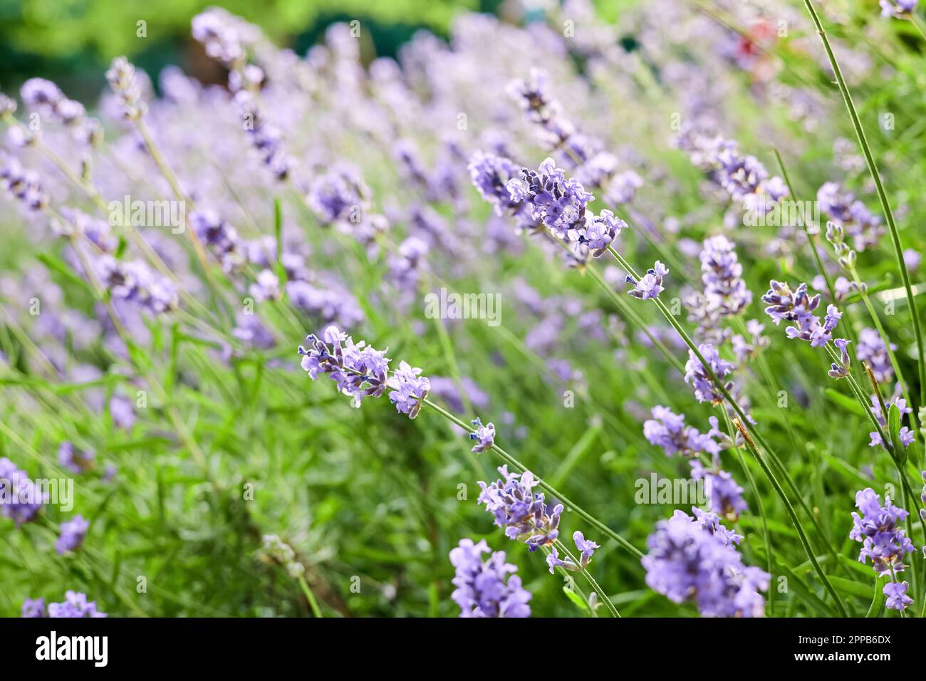 Blooming lavender in the garden Stock Photo - Alamy