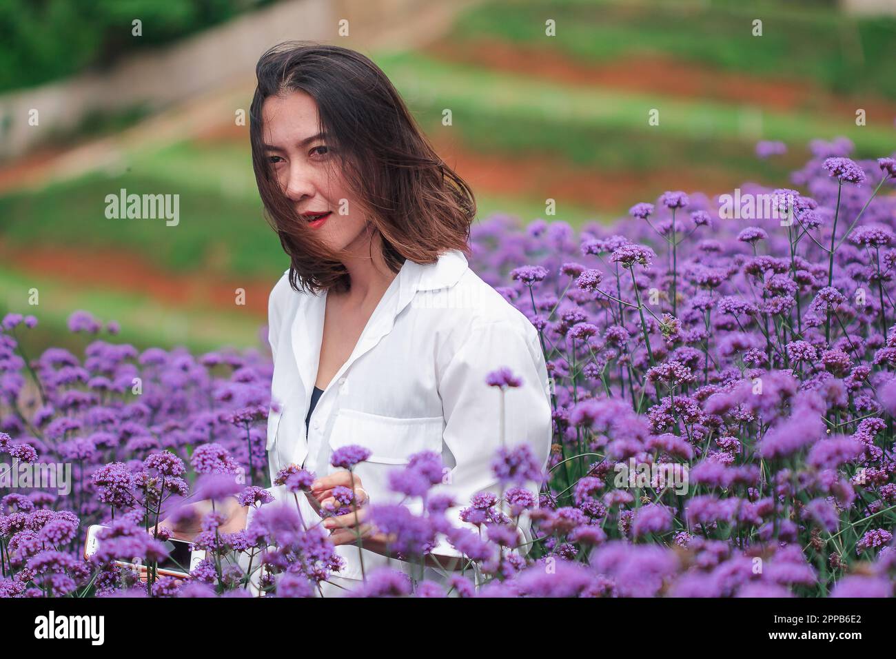 Women in the Verbena field are blooming and beautiful in the rainy ...