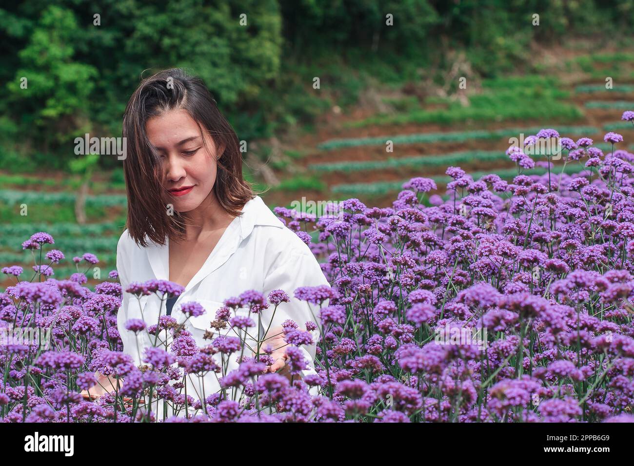 Women in the Verbena field are blooming and beautiful in the rainy ...