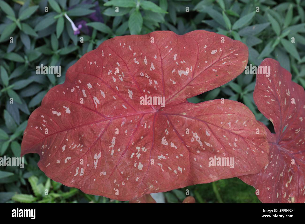 Close up of a large, red, mottled Philodendron leaf in a garden Stock ...