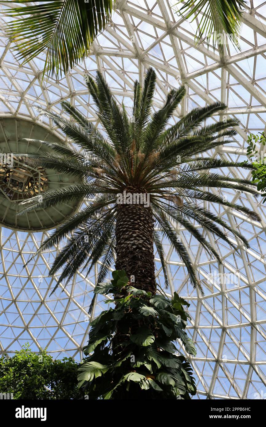 Looking up at the tallest tree, the Canary Island Date Palm, in the ...