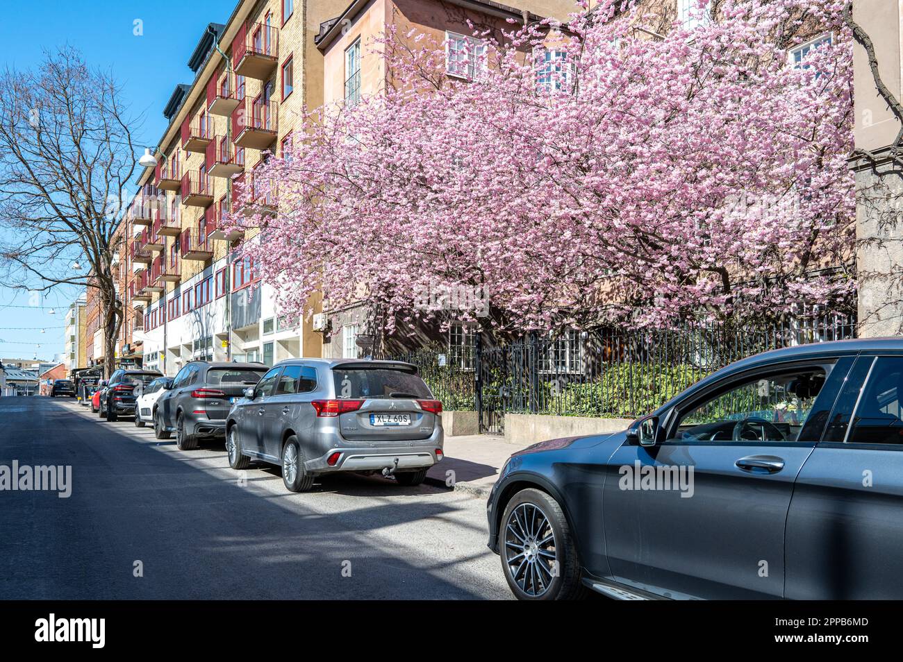 Cherry blossom in the city center of Norrköping during spring ...