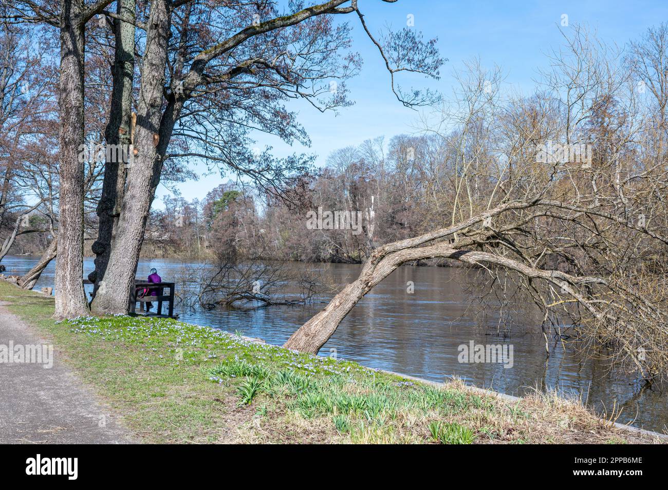 Squill flowering in waterfront ark Abackarna along Motala river in ...
