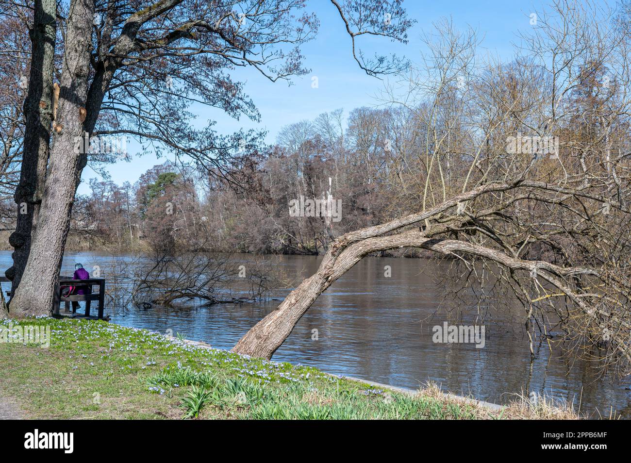Squill flowering in waterfront ark Abackarna along Motala river in ...