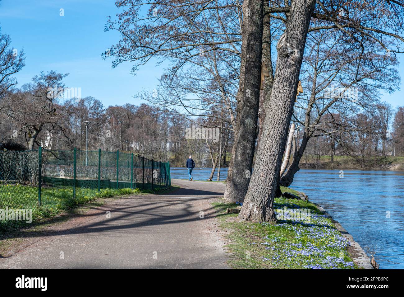 Squill flowering in waterfront ark Abackarna along Motala river in ...