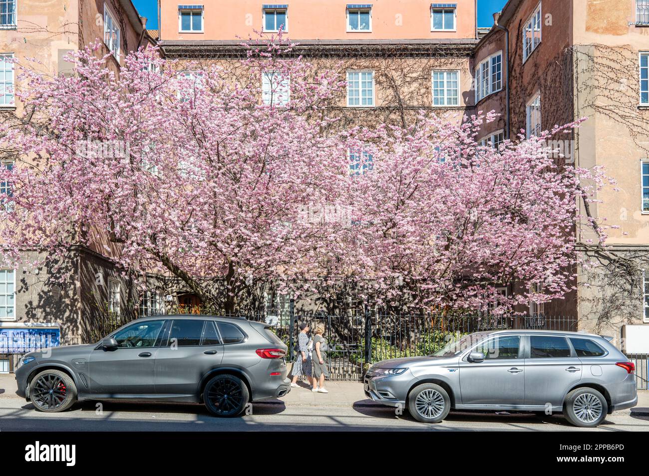 Cherry blossom in the city center of Norrköping during spring ...