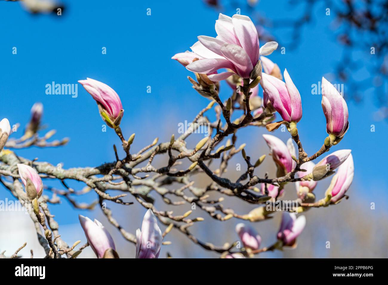 Close-up of a flowering Magnolia in city park Stromparken during spring ...