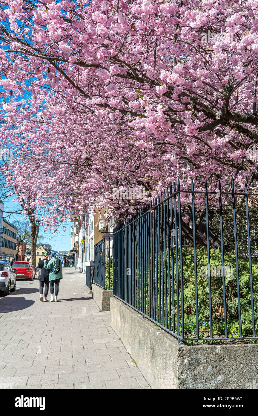 Cherry blossom in the city center of Norrköping during spring ...