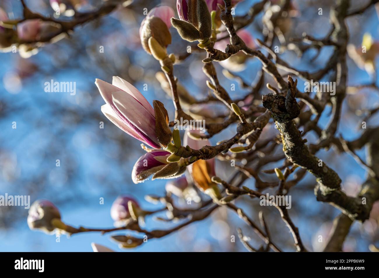 Close-up of a flowering Magnolia in city park Stromparken during spring ...