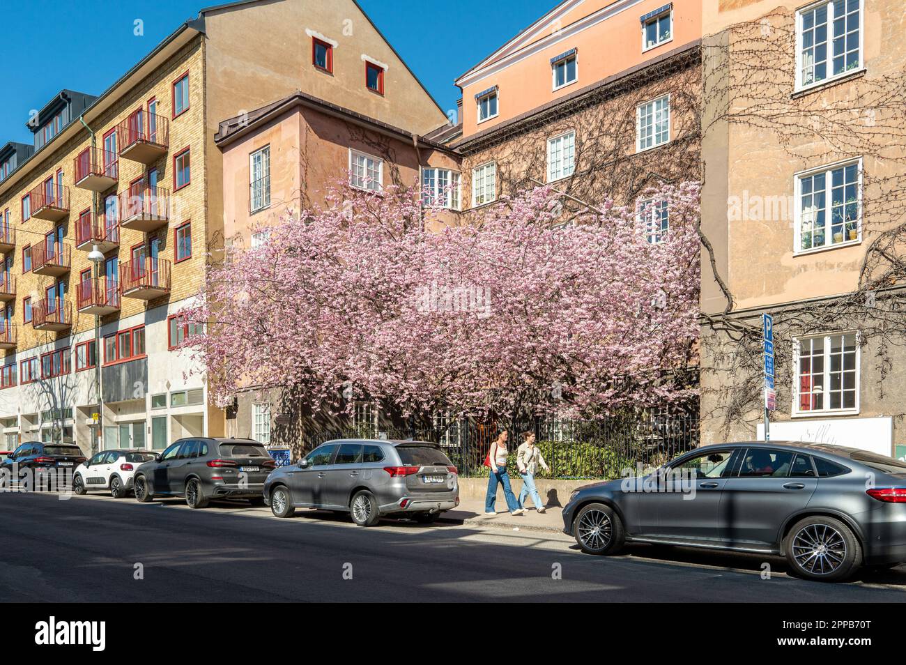 Cherry blossom in the city center of Norrköping during spring ...
