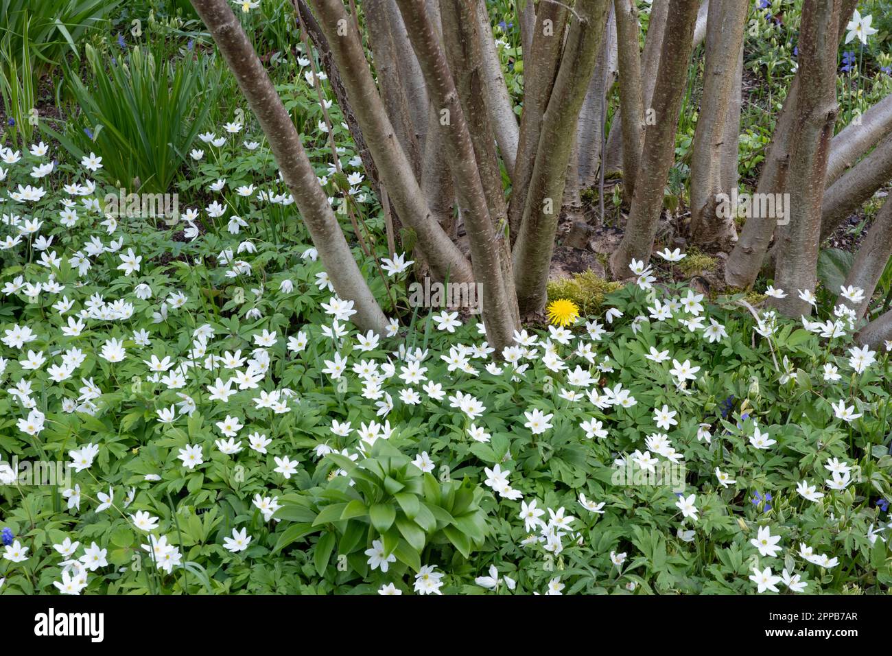 Tree anemone hi-res stock photography and images - Alamy