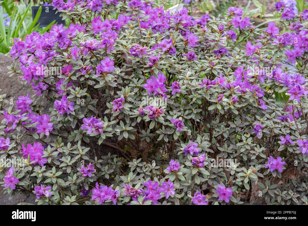Dwarf rhododendron hi-res stock photography and images - Alamy