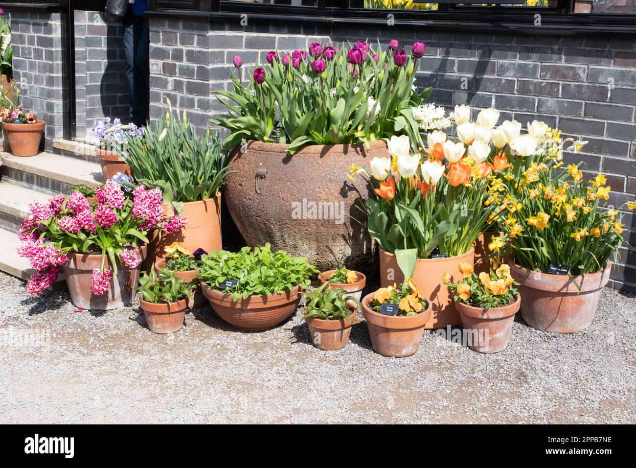 Spring planters at RHS Harlow Carr Stock Photo - Alamy