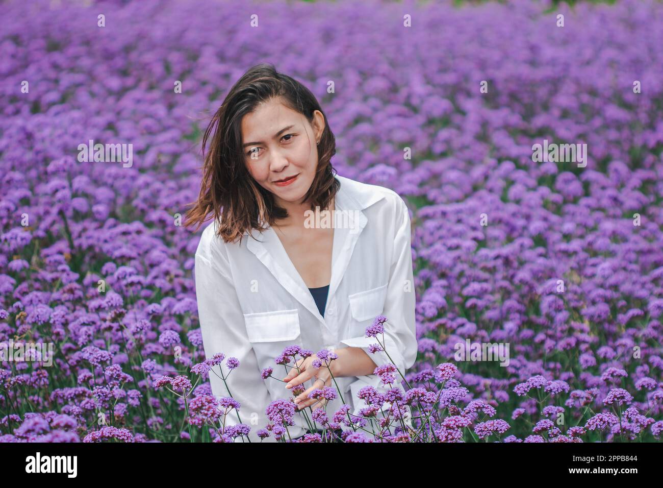 Women in the Verbena field are blooming and beautiful in the rainy ...