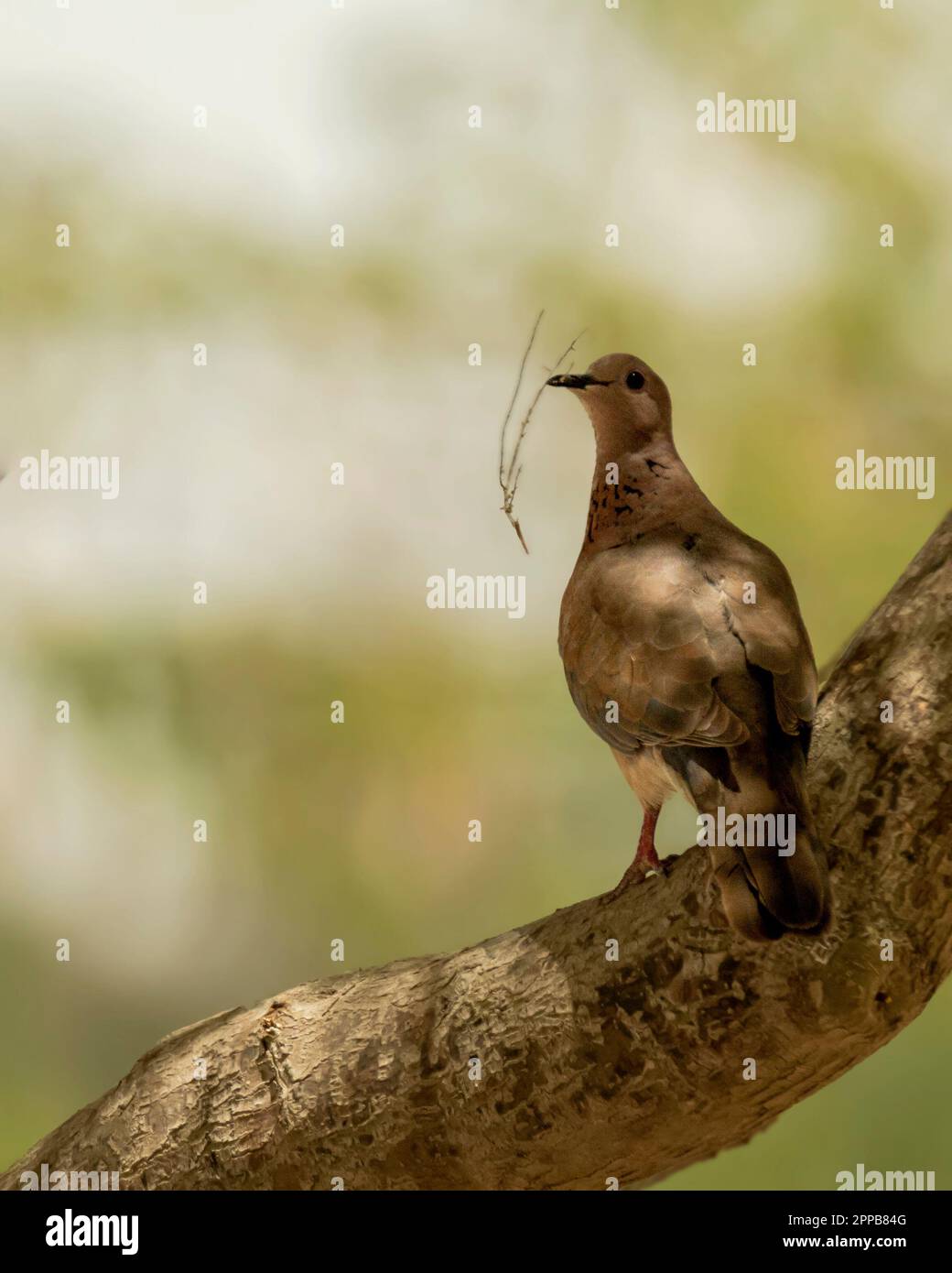 Small dove species hi-res stock photography and images - Alamy
