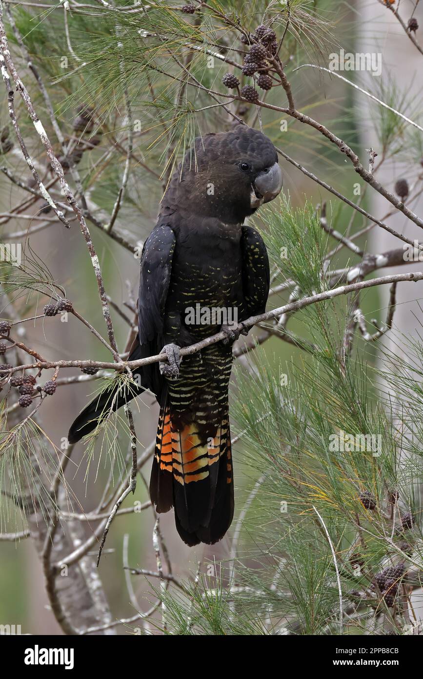 Glossy Black-cockatoo (Calyptorhynchus lathami lathami) adult male ...
