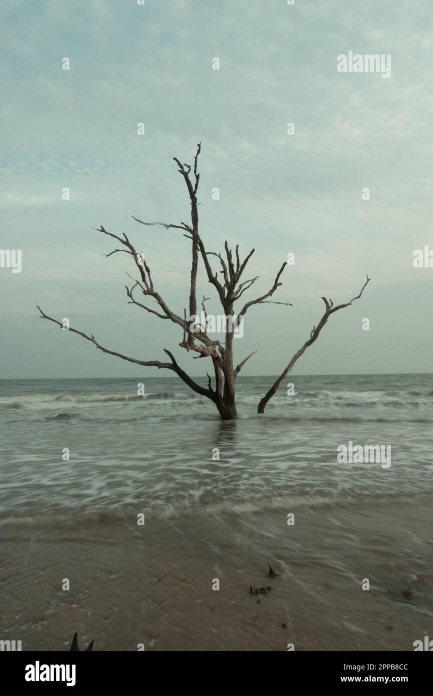 Twisted dead trees at Driftwood Beach in South Carolina under a dull ...