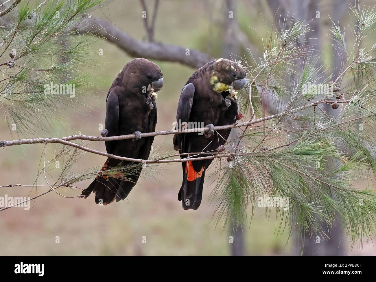 Glossy Black-cockatoo (Calyptorhynchus lathami lathami) adult pair ...