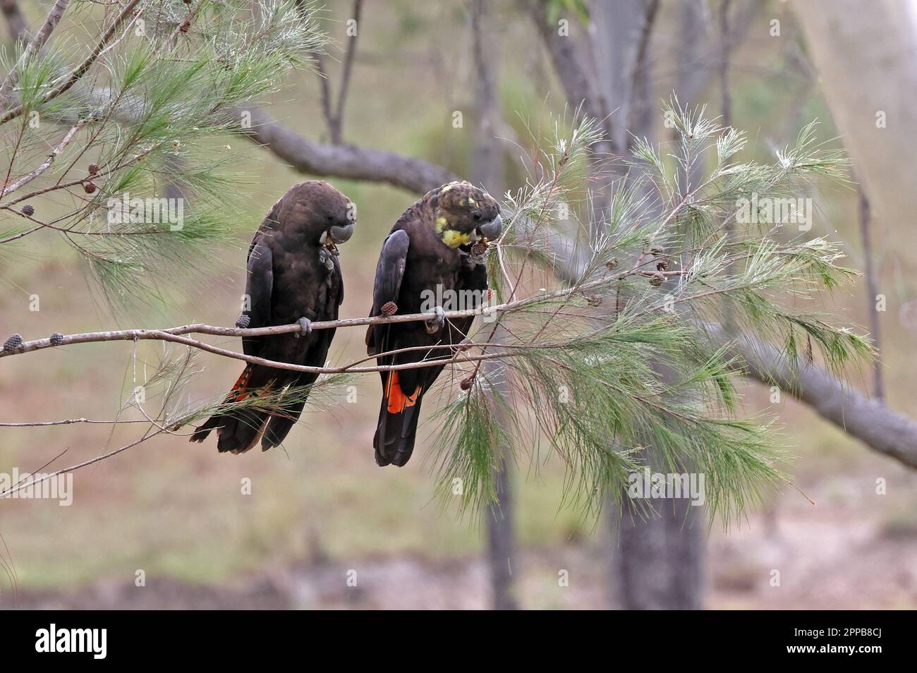 Glossy Black-cockatoo (Calyptorhynchus lathami lathami) adult pair ...